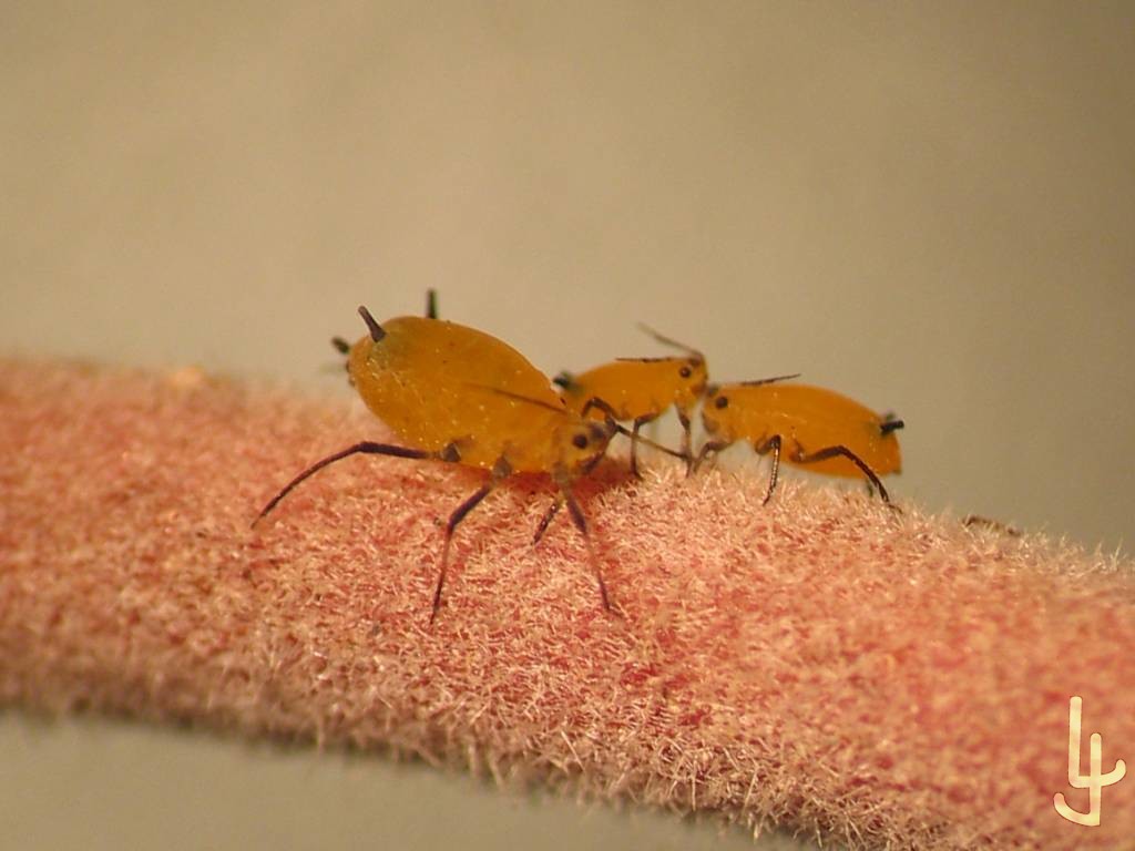 Pulgones – www.Suculentas.com