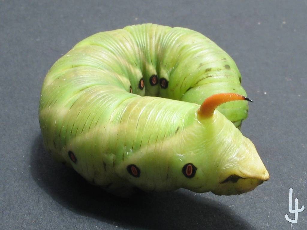 Grandes Devoradores – www.Suculentas.com