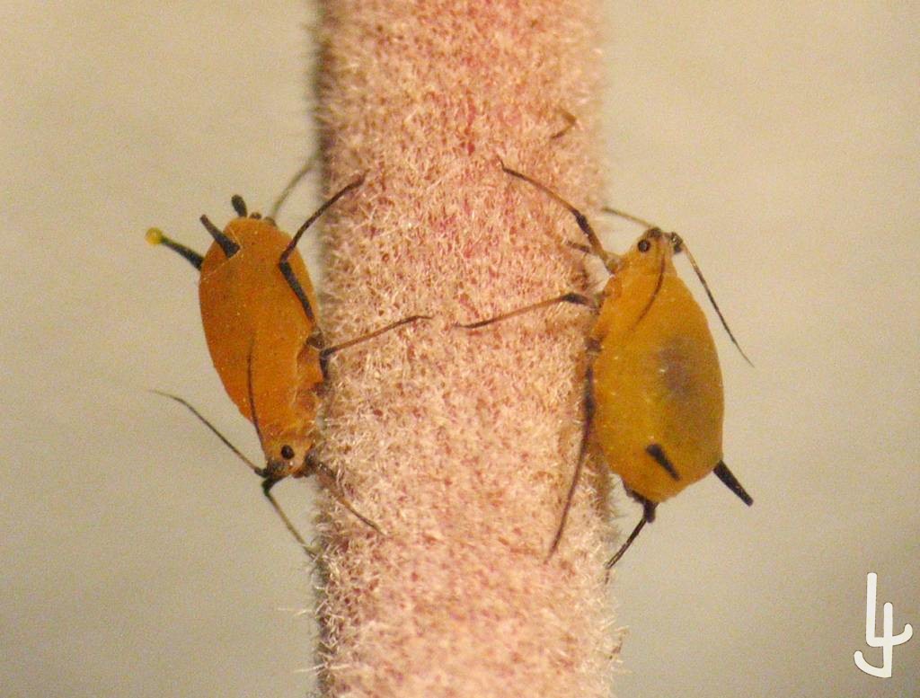 Pulgones – www.Suculentas.com