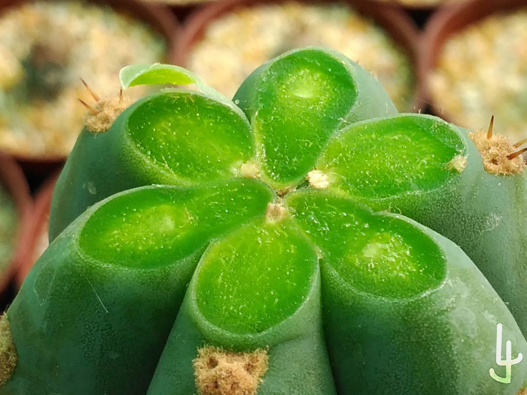 Injertos en Cactus – www.Suculentas.com